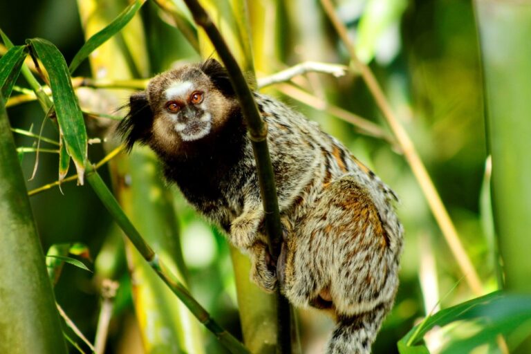 A Diversidade da Fauna e Flora de Florianópolis! - Eco Hotel Oceanomare